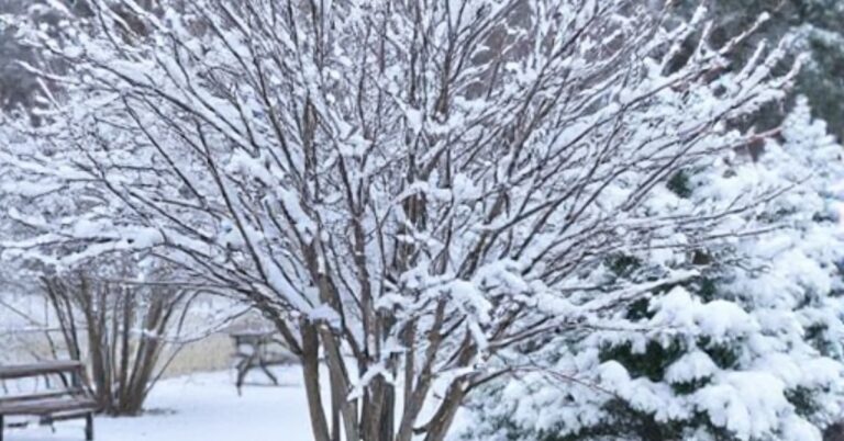 How to Protect Trees and Shrubs in Winter - ingardenbetty.com