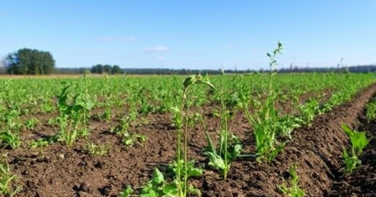 How to Grow Austrian Winter Peas to Improve Your Soil - ingardenbetty.com