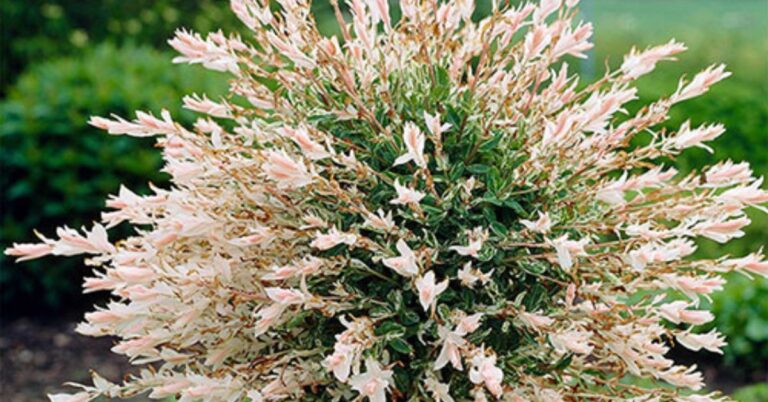 How to Grow and Care for a Flamingo Tree: A Complete Guide ...