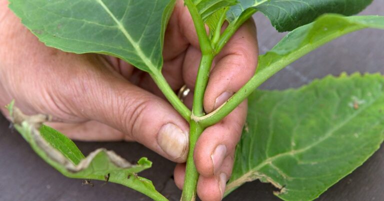 How to Take Hydrangea Cuttings: A Step-by-Step Guide - ingardenbetty.com