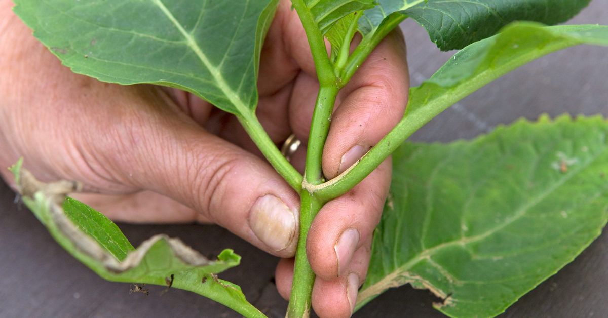 How to Take Hydrangea Cuttings: A Step-by-Step Guide - ingardenbetty.com