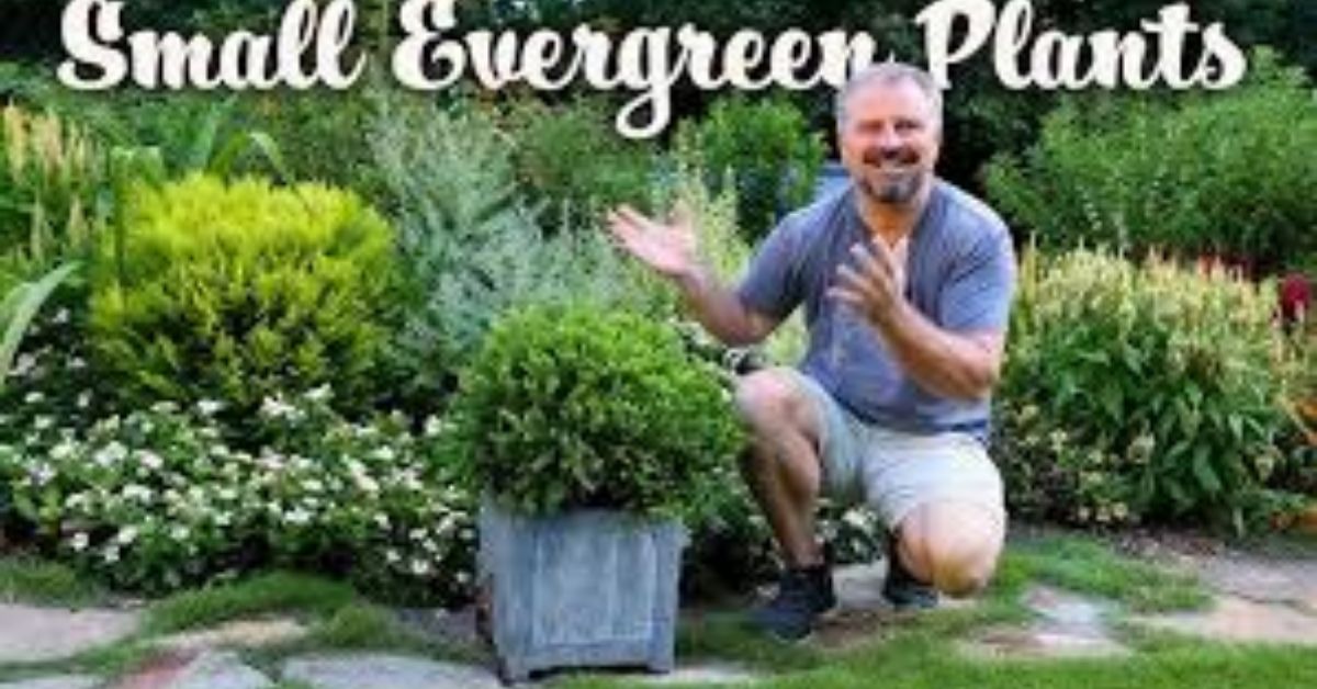 Top 15 Small Evergreen Flowering Shrubs for Tiny Yards - ingardenbetty.com