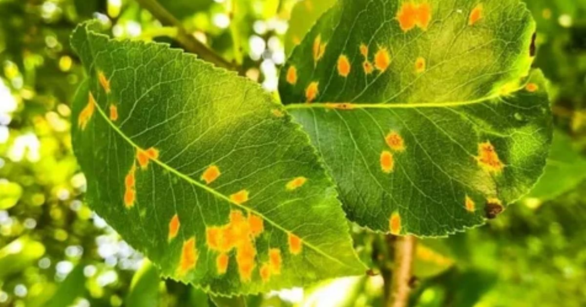 5 Causes of Orange Spots on Pear Tree Leaves - ingardenbetty.com